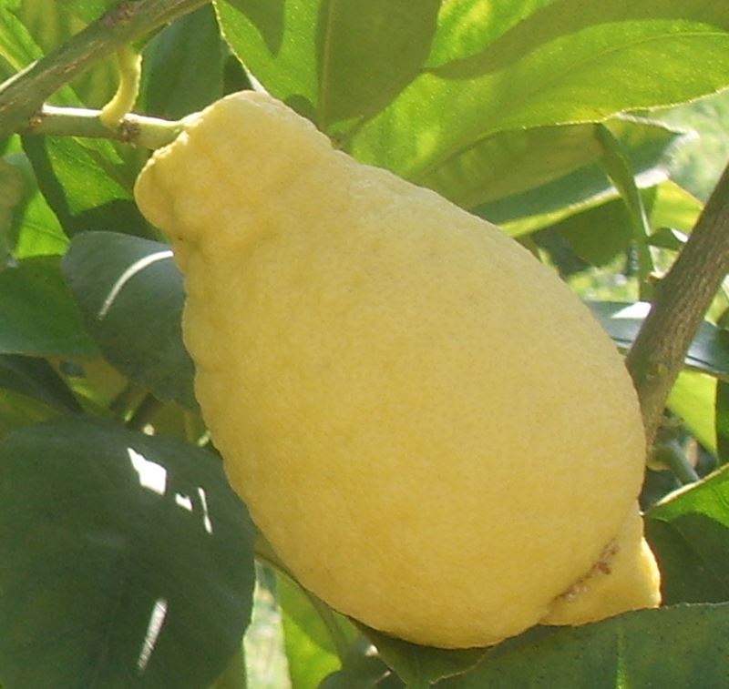 Zamboa, o limão gigante que cura quase tudo | Mood Magazine